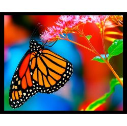 Monarch Butterfly - Night Light Designs