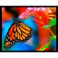 Monarch Butterfly - Night Light Designs