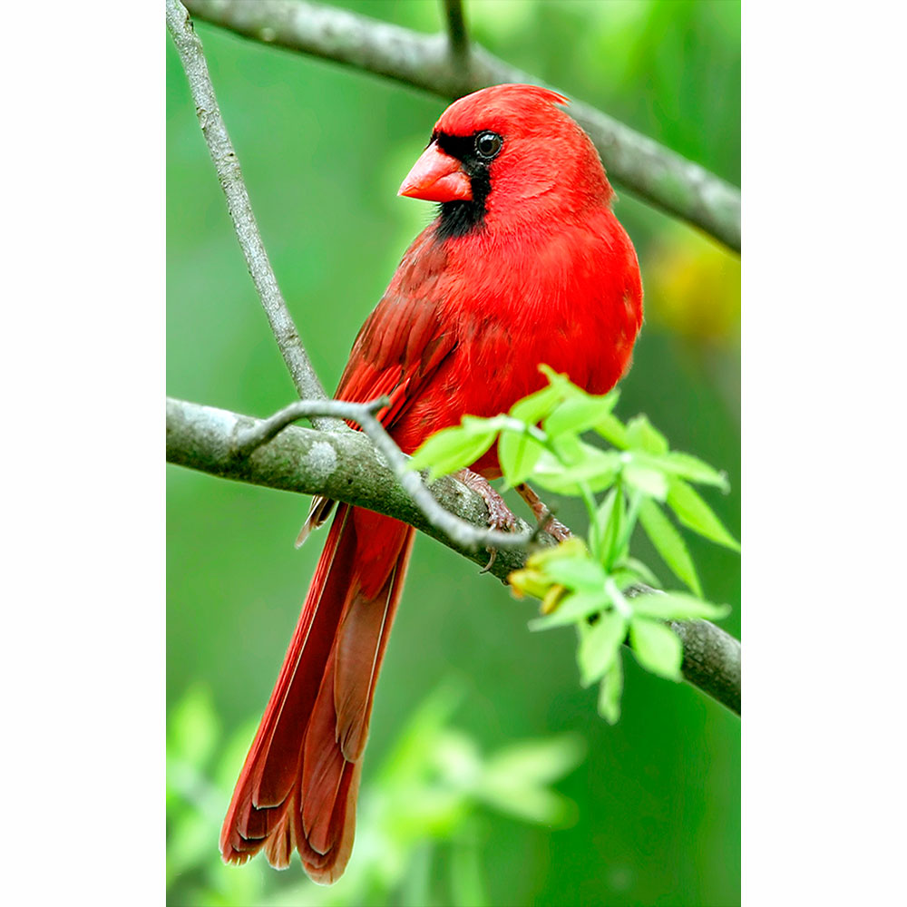Red Bird - Sunspot - Night Light Designs