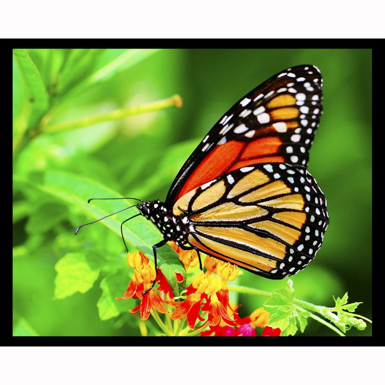 Summer Monarch - Night Light Designs