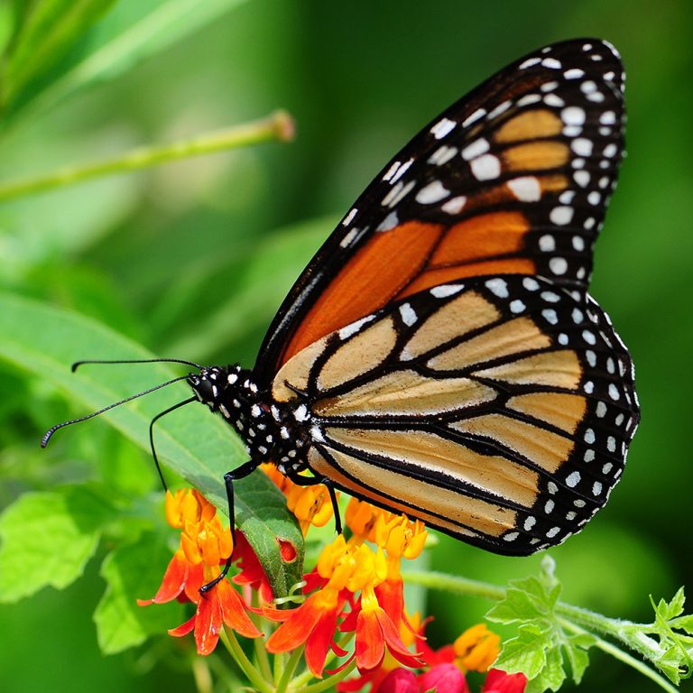 Colorful Monarch - Sunspot - Night Light Designs