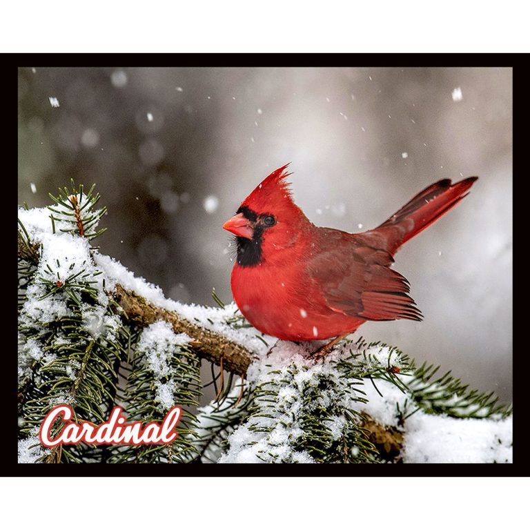 Bird Series #01 - Cardinal - Night Light Designs
