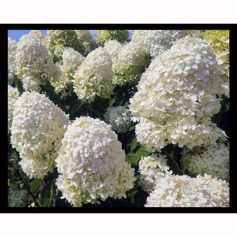 Hydrangea - Night Light Designs